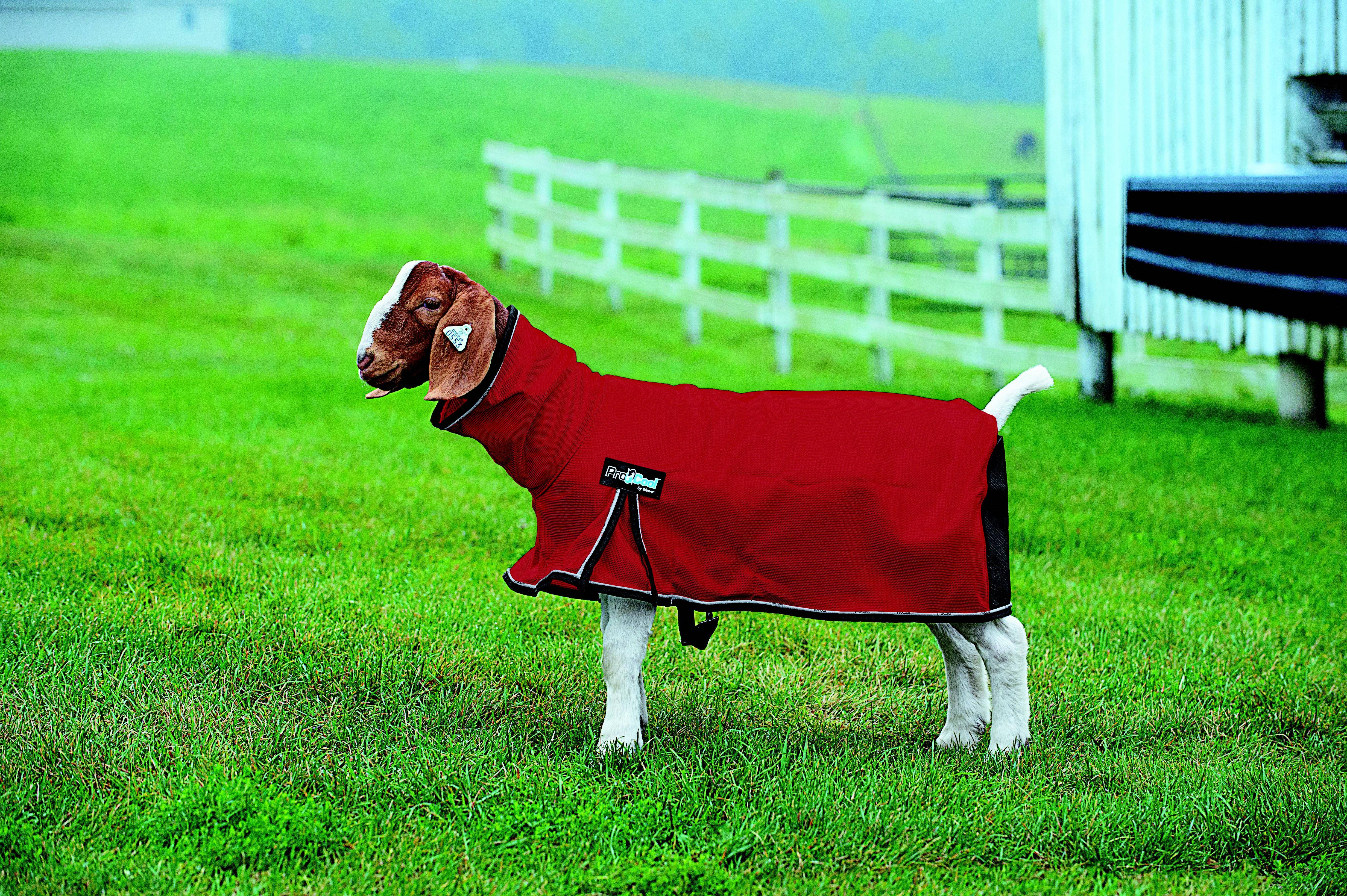 Goat Blanket Coat _ How to Make No-Sew Kid Coats for Your Goats – PKWBV